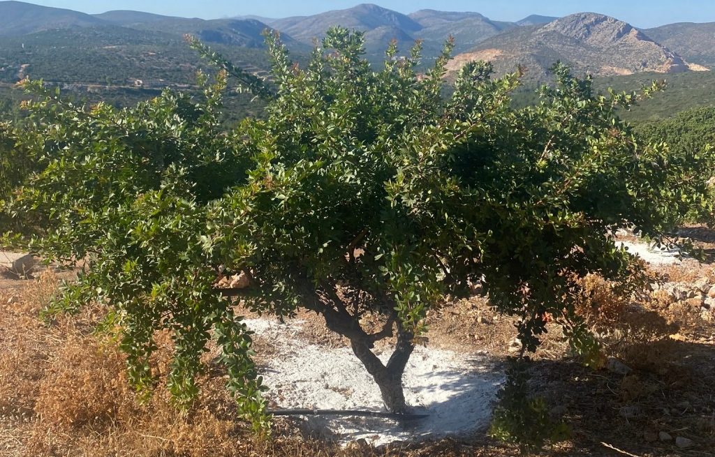 Πώς Επεξεργάζονται τα «Δάκρυα» του Μαστιχόδεντρου; | αθηΝΕΑ